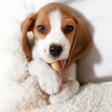 14 Funny Photos Of Beagles That Will Make You Smile - PetPress