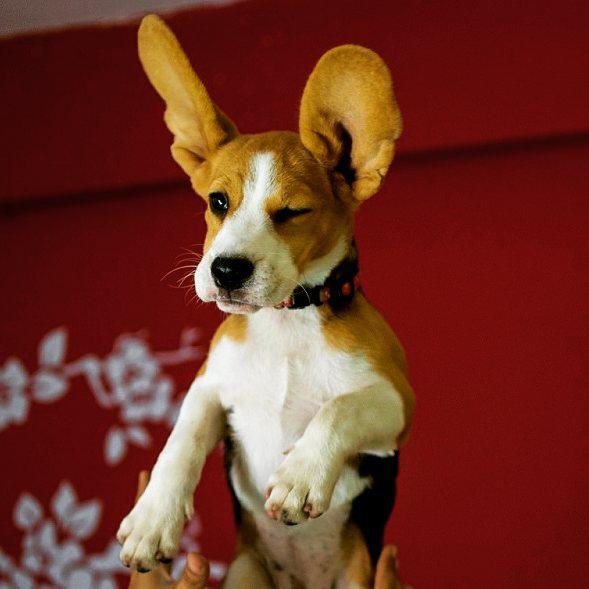 14 Funny Photos Of Beagles That Will Make You Smile - PetPress