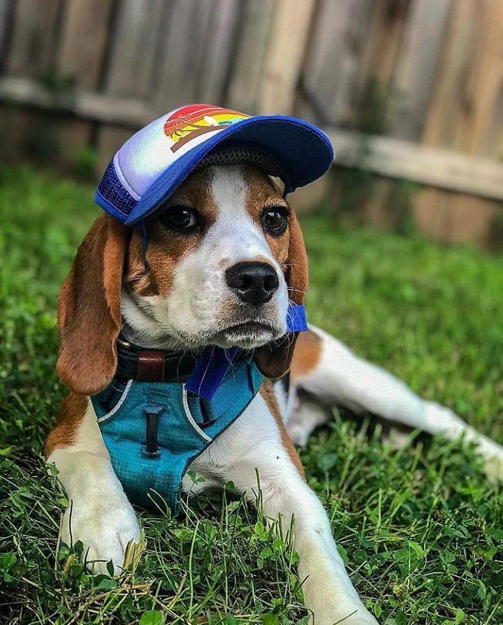 15 Beagles Who Are Happy That the Weekend Finally Started - PetPress