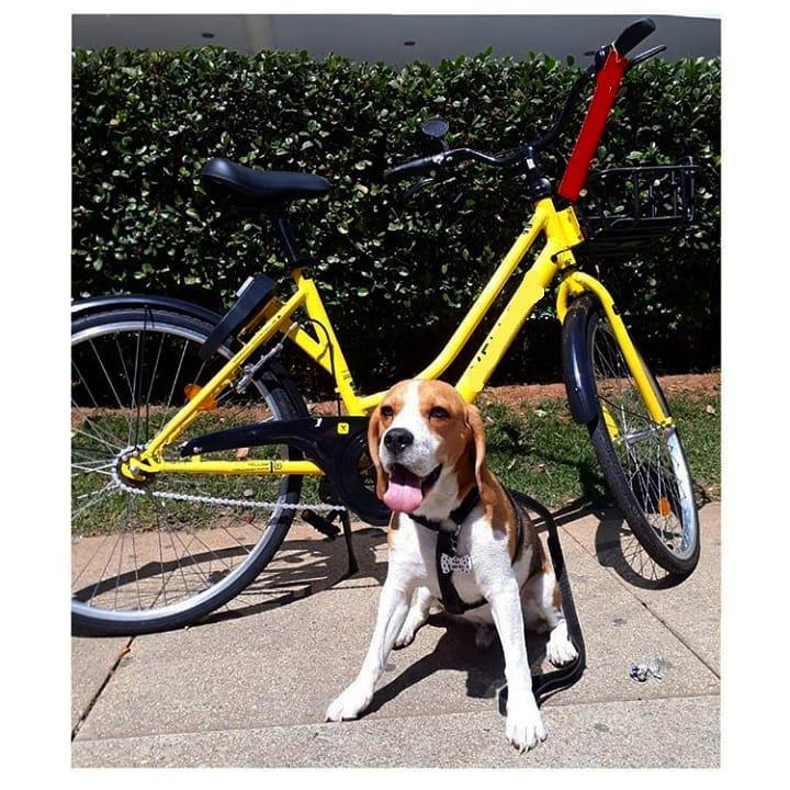 15 Beagles Who Are Happy That the Weekend Finally Started - PetPress