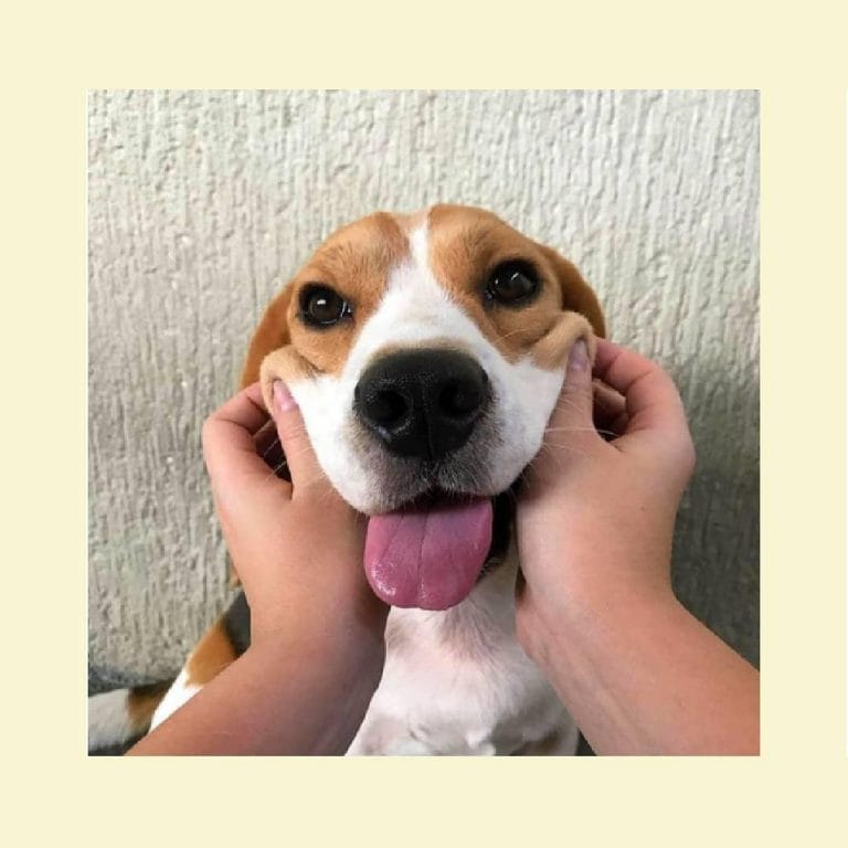 15 Beagles Who Are Happy That the Weekend Finally Started - PetPress
