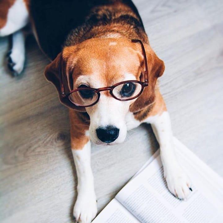 15 Beagles Who Are Happy That the Weekend Finally Started - PetPress