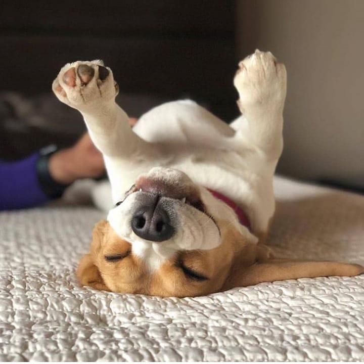 15 Beagles Who Are Happy That the Weekend Finally Started - Page 2 of 3 ...