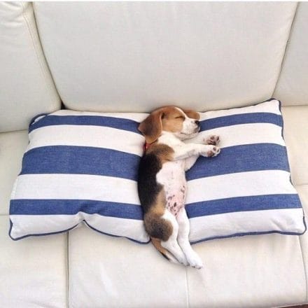 15 Beagles Who Are Happy That the Weekend Finally Started - Page 2 of 3 ...