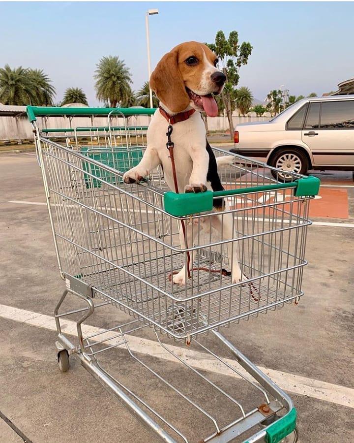 15 Beagles Who Are Happy That the Weekend Finally Started - Page 2 of 3 ...