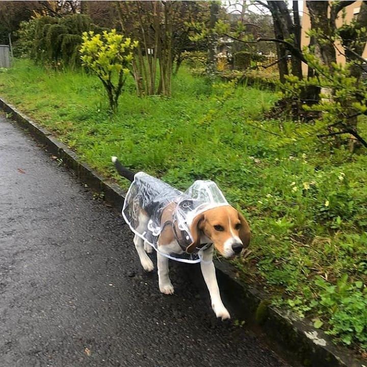 15 Beagles Who Are Happy That the Weekend Finally Started - Page 2 of 3 ...