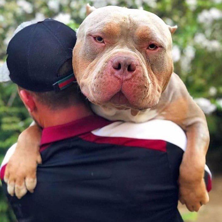 14 Things Every Pit Bull Owner Is Hearing Every Day - PetPress