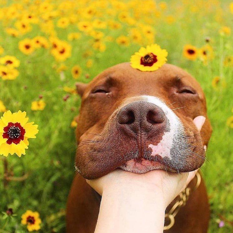16 Pictures of The Most Adorable American Pit Bull Terrier Dogs - PetPress