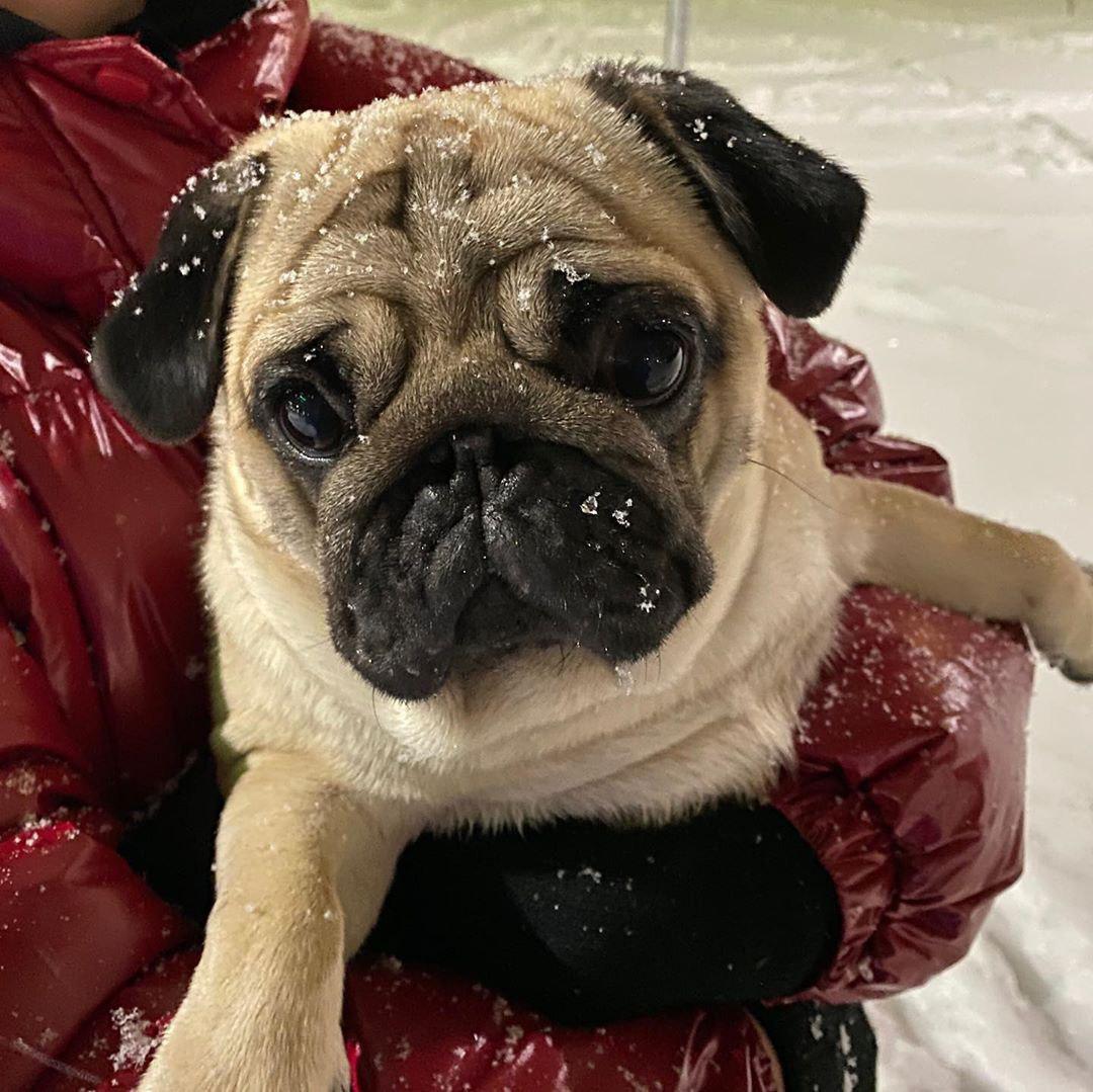 16 Funny Pictures Showing How Pugs Spend Their Winter Holidays - PetPress