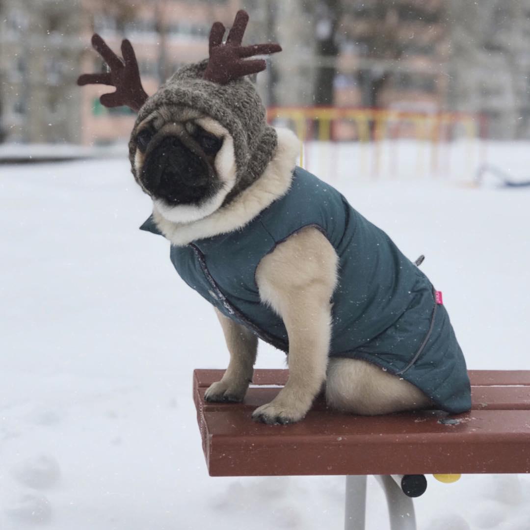 15 Pugs That Will Brighten Your Day Even When You Are Sad