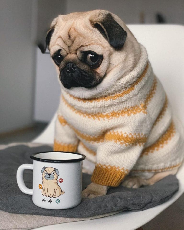 15 Funny Pics With Pugs That Will Make You Smile - PetPress