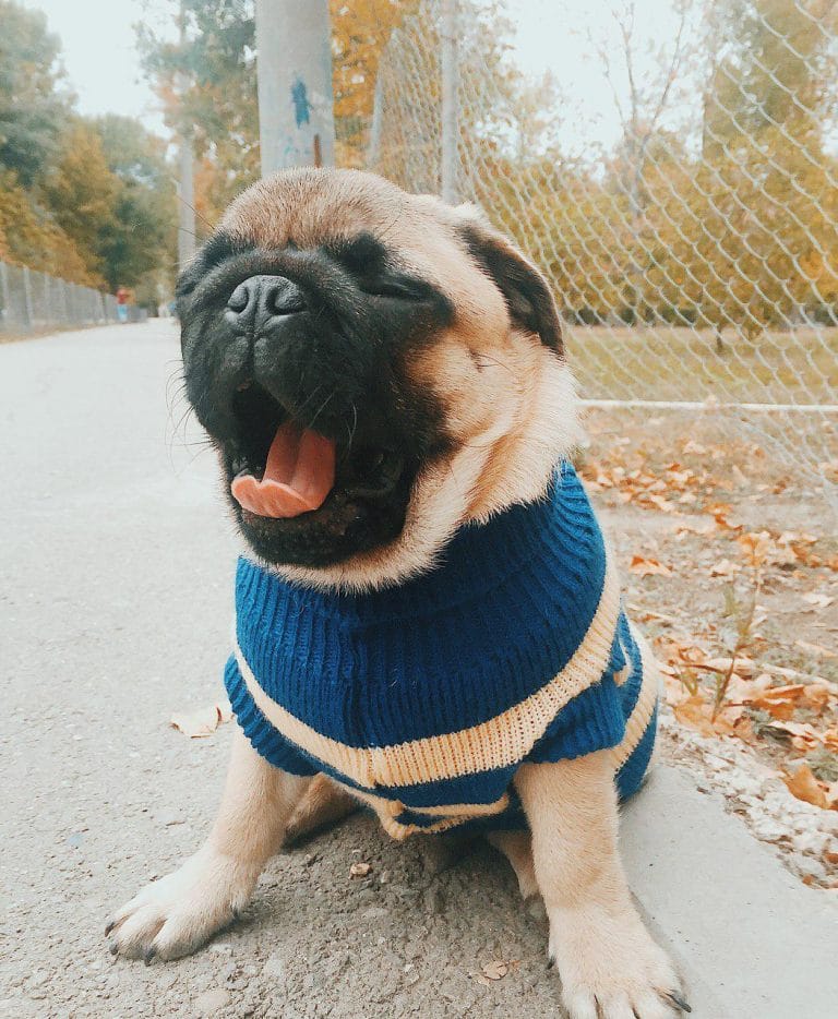 15 Funny Pics With Pugs That Will Make You Smile - PetPress