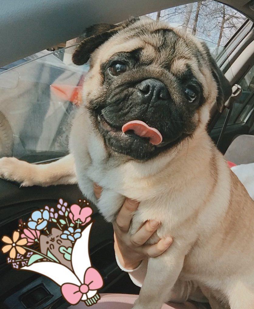 15 Funny Pics With Pugs That Will Make You Smile - Page 2 of 3 - PetPress