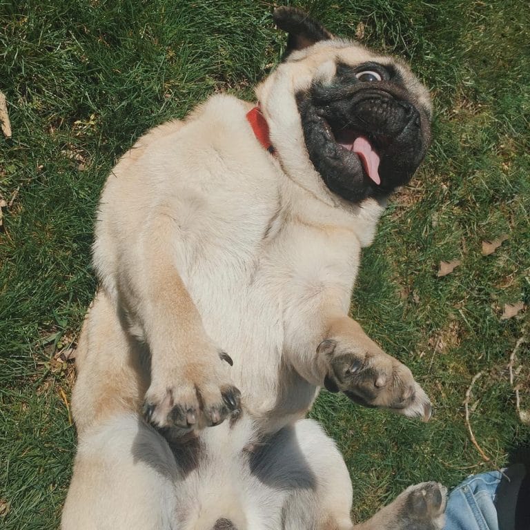 15 Funny Pics With Pugs That Will Make You Smile - Page 2 of 3 - PetPress