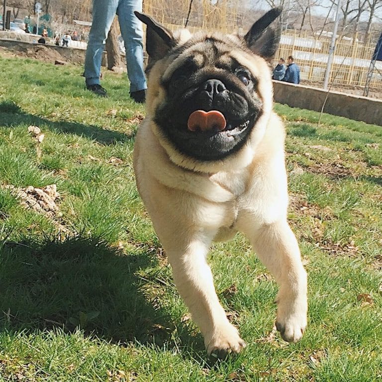 15 Funny Pics With Pugs That Will Make You Smile - Page 2 of 3 - PetPress