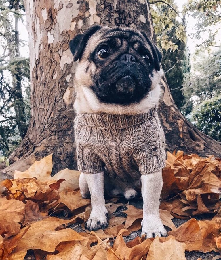15 Fascinating Pictures Of Fashionable Pugs - PetPress
