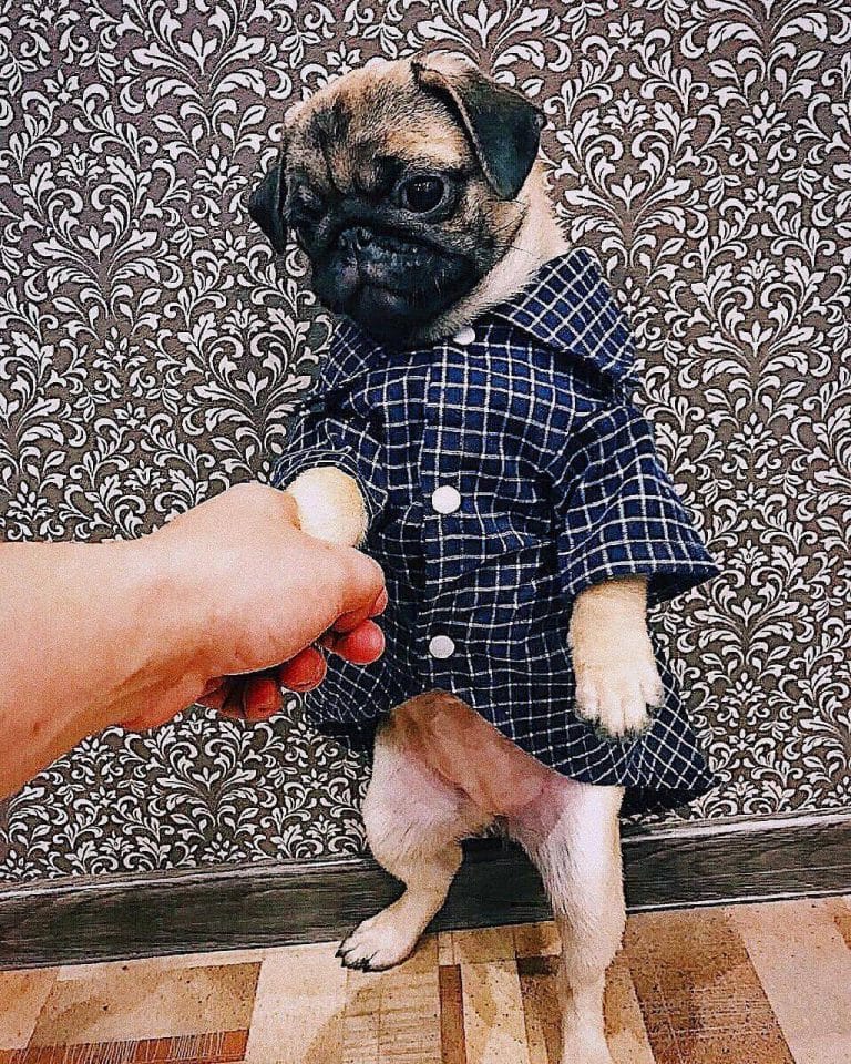 15 Fascinating Pictures Of Fashionable Pugs - PetPress