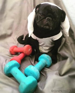 15 Fascinating Pictures Of Fashionable Pugs - PetPress