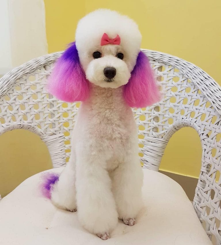 15 Funny Haircuts For Poodles That Will Make Your Day Happy - PetPress