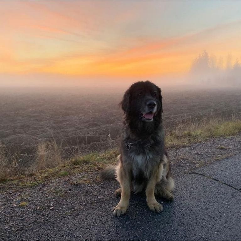 14 Astonishing Facts About Leonbergers - Page 2 of 4 - PetPress