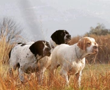 14 Amazing Reasons To Love English Pointers - PetPress