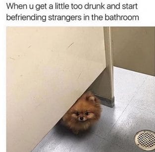 14 Funny Pomeranian Memes That Will Make You Smile! - PetPress