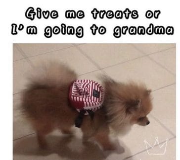 The 14 Funniest Pomeranian Memes That Will Brighten Your Day - Page 2 ...