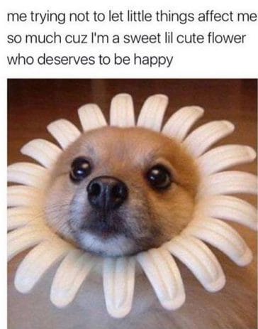 14 Funny Pomeranian Memes That Will Make You Smile! - PetPress