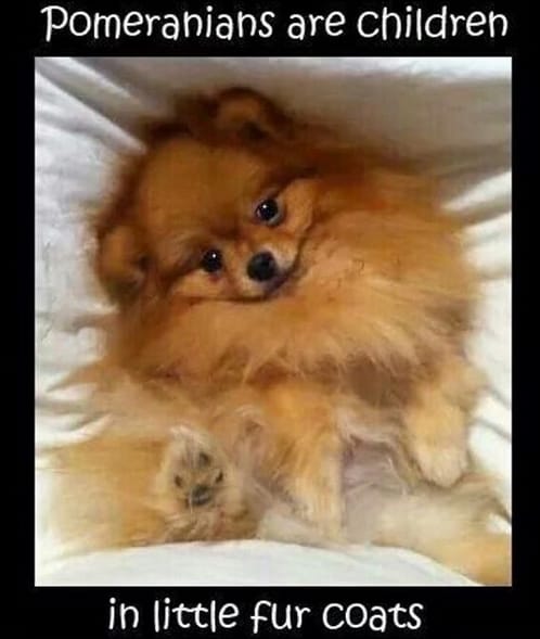 14 Funny Pomeranian Memes That Will Make You Smile! - PetPress