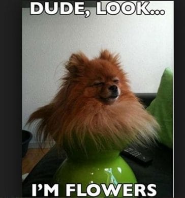 The 14 Funniest Pomeranian Memes That Will Brighten Your Day - PetPress