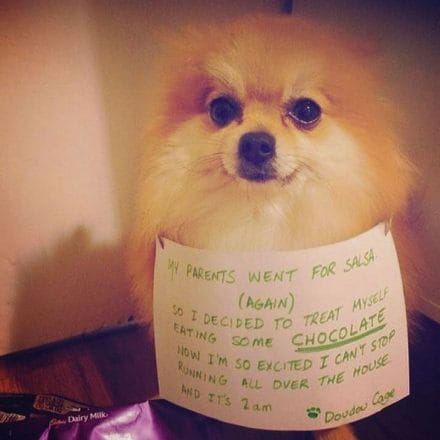 14 Funny Pomeranian Memes That Will Make You Smile! - PetPress