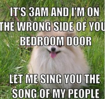 The 14 Funniest Pomeranian Memes That Will Brighten Your Day - PetPress