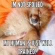 The 14 Funniest Pomeranian Memes That Will Brighten Your Day - PetPress