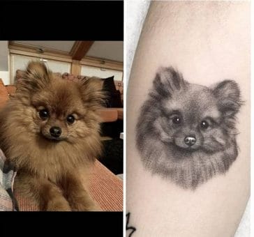 14 Awesome Tattoo Ideas For Pomeranian Owners - PetPress