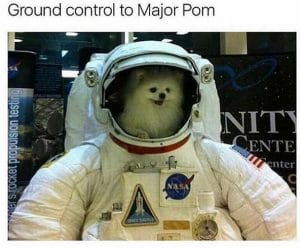 The 14 Funniest Pomeranian Memes That Will Brighten Your Day - PetPress