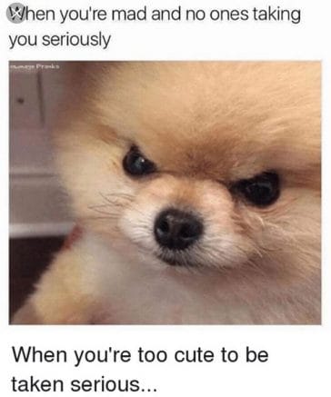 The 14 Funniest Pomeranian Memes That Will Brighten Your Day - Page 2 ...