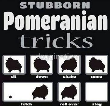 The 14 Funniest Pomeranian Memes That Will Brighten Your Day - Page 2 ...