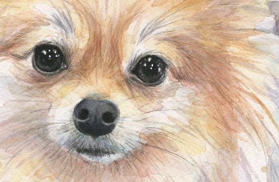 The 15 Cutest Pomeranian Drawings - PetPress