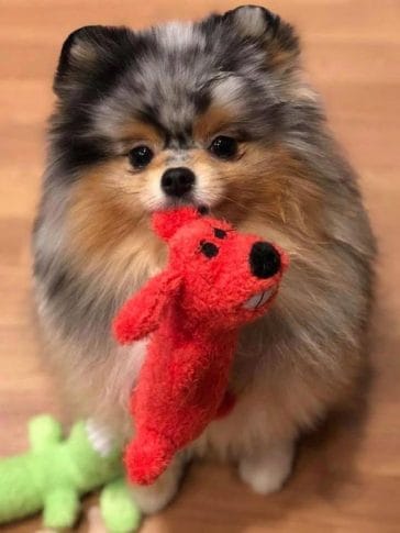 14 Favorite Toys For Your Pomeranians - Page 2 of 3 - PetPress