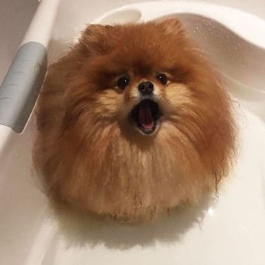 14 Funny Pomeranians That Will Make You Smile - PetPress