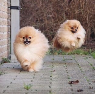 14 Funny Pomeranians That Will Make You Smile - PetPress