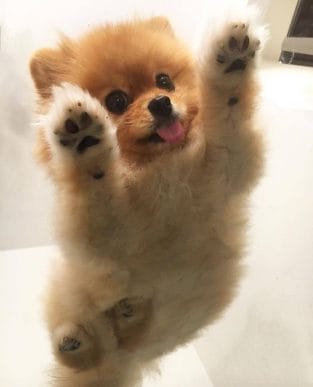 14 Funny Pomeranians That Will Make You Smile - PetPress