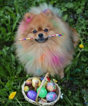 14 Funny Pomeranians That Will Make You Smile - PetPress