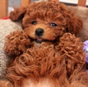 14 Amazing Pictures Of Toy Poodles That Are Just Too Cute - PetPress