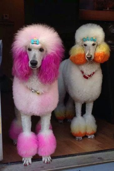 14 Funny Haircuts For Poodles That Will Make Your Day Happy - Page 2 of ...
