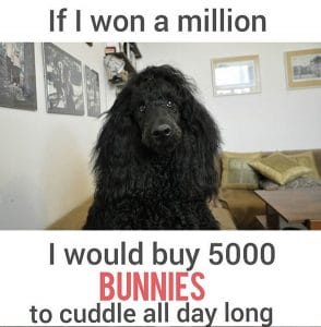 14 Funny Poodle Memes That Will Make Your Day! - PetPress