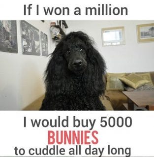14 Funny Poodle Memes That Will Make Your Day! - PetPress