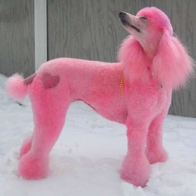 15 Cute Poodles With Better Hairstyles Than You - Page 3 of 3 - PetPress