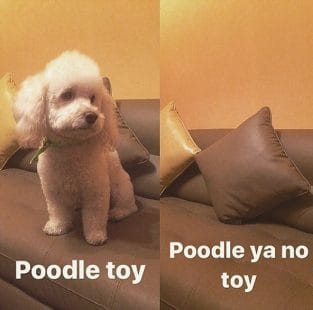 14 Funny Poodle Memes That Will Make You Smile! - PetPress