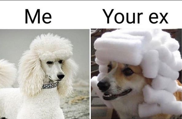 14 Funny Poodle Memes That Will Make Your Day! - Page 3 of 3 - PetPress